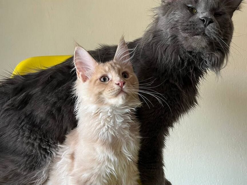 Породные котята Мейн-кун