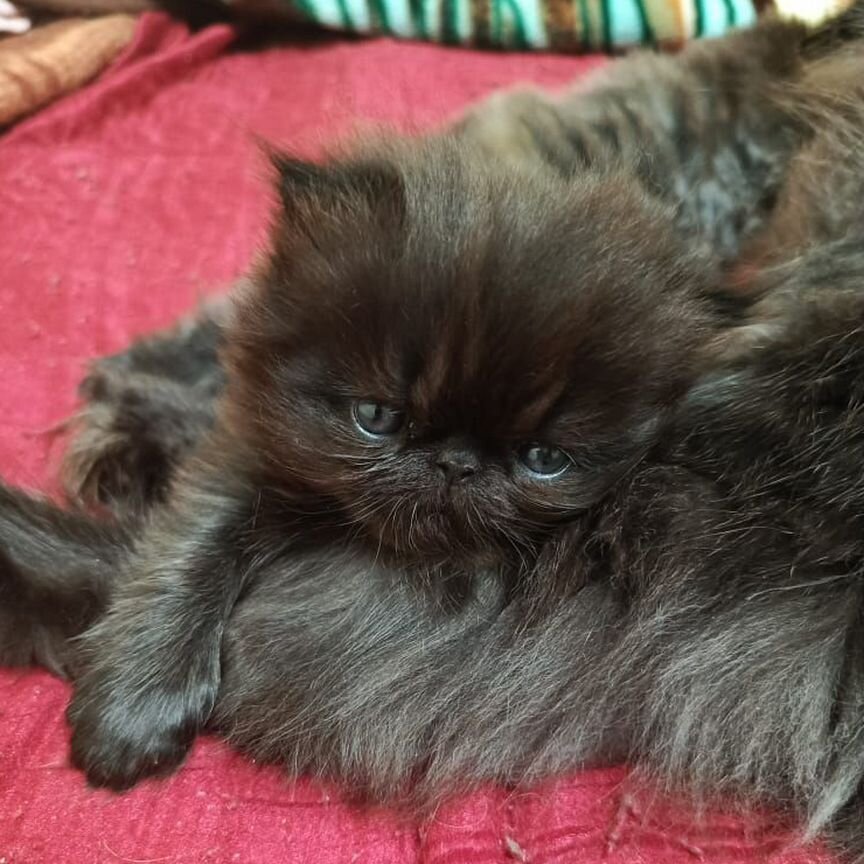Персидские котята