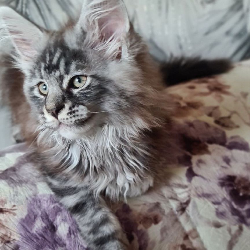 Мейн-кун девочка 2,5 мес