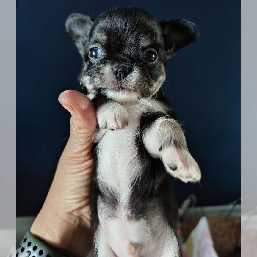 Чихуахуа мальчишечка