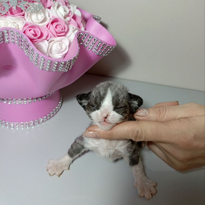 Мальчики во фраках