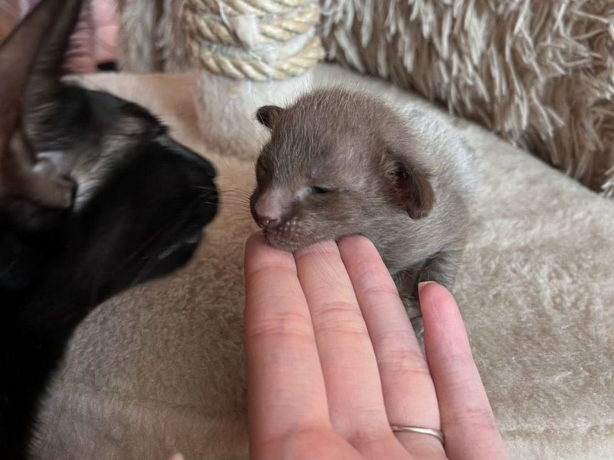Ориентальные котята