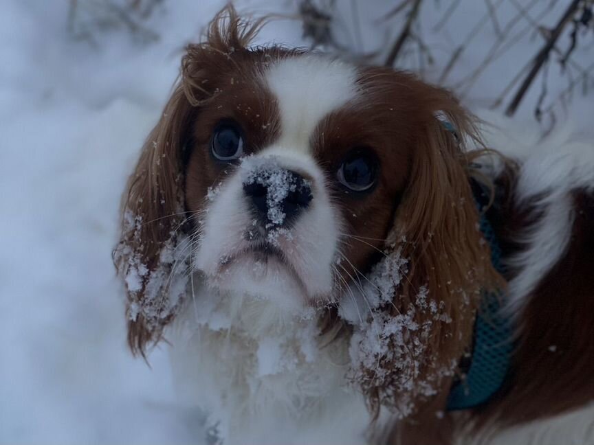 Кавалер кинг чарльз спаниель вязка