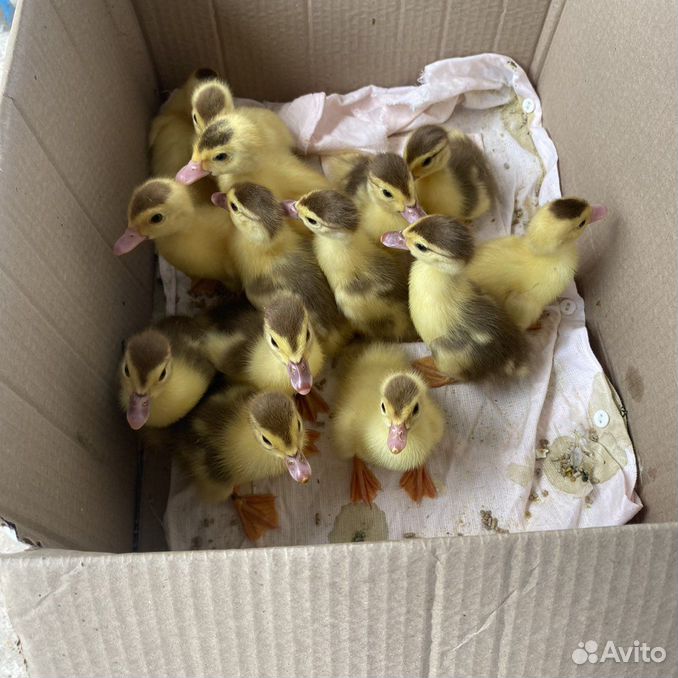 Прода индоутят