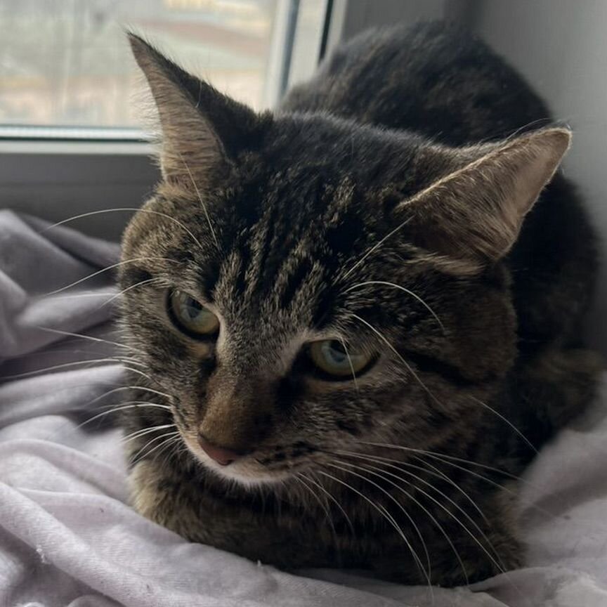 Британский короткошёрстный, взрослый кот