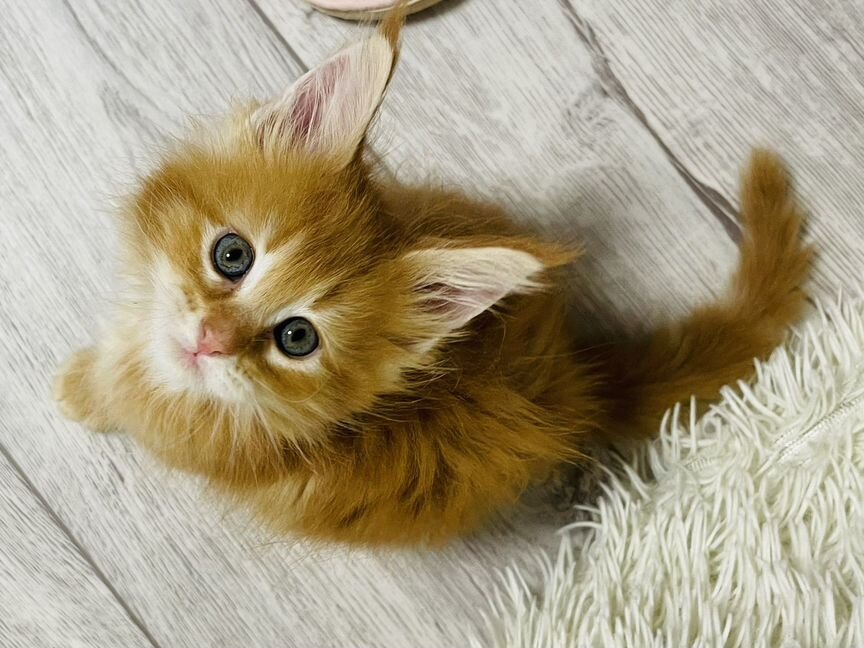 Котята мейн-кун девочка