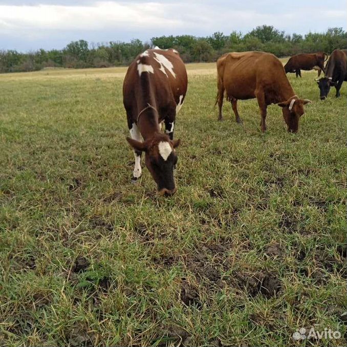 Корова стельная дойная