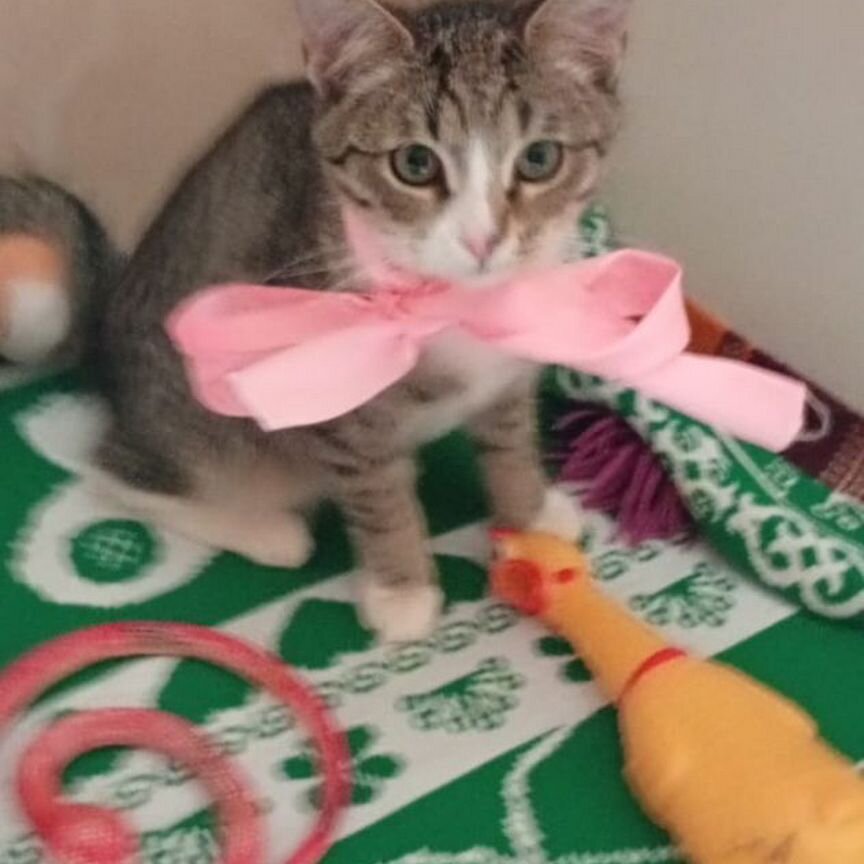 Котята в добрые руки девочка