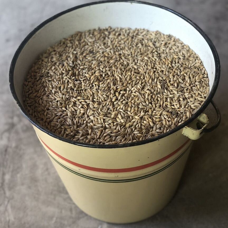 Зерно пшеница