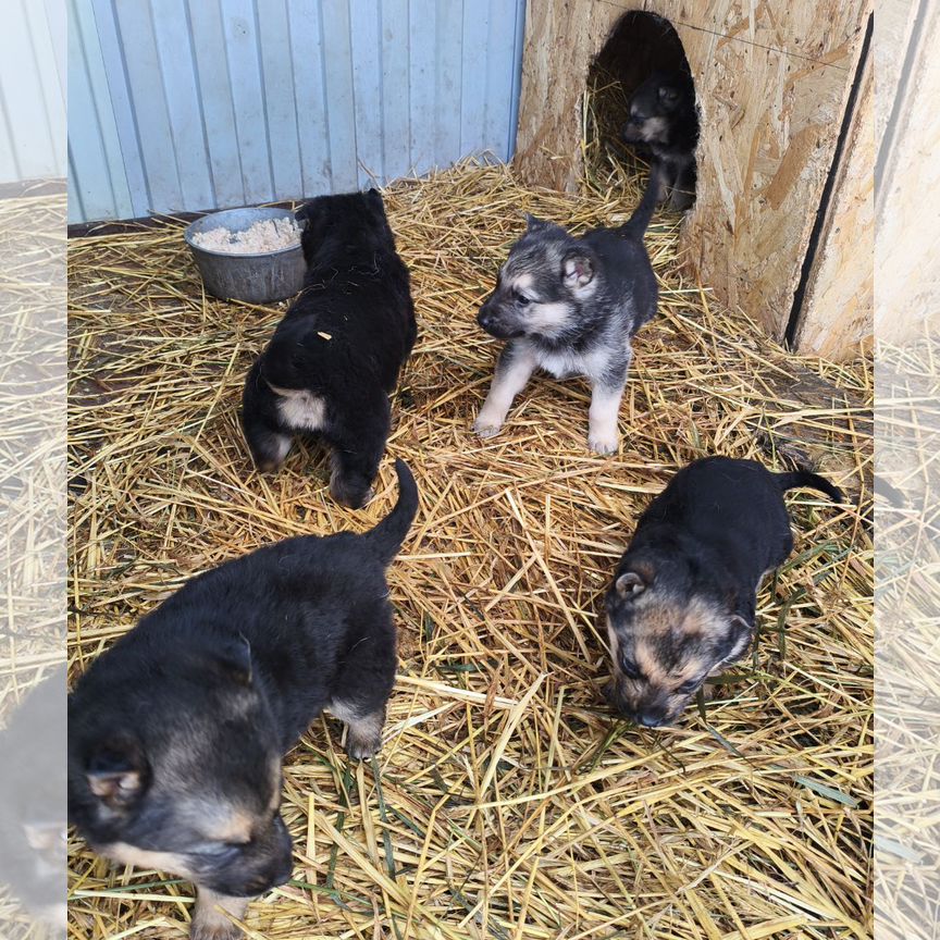 Восточноевропейская овчарка, щенок