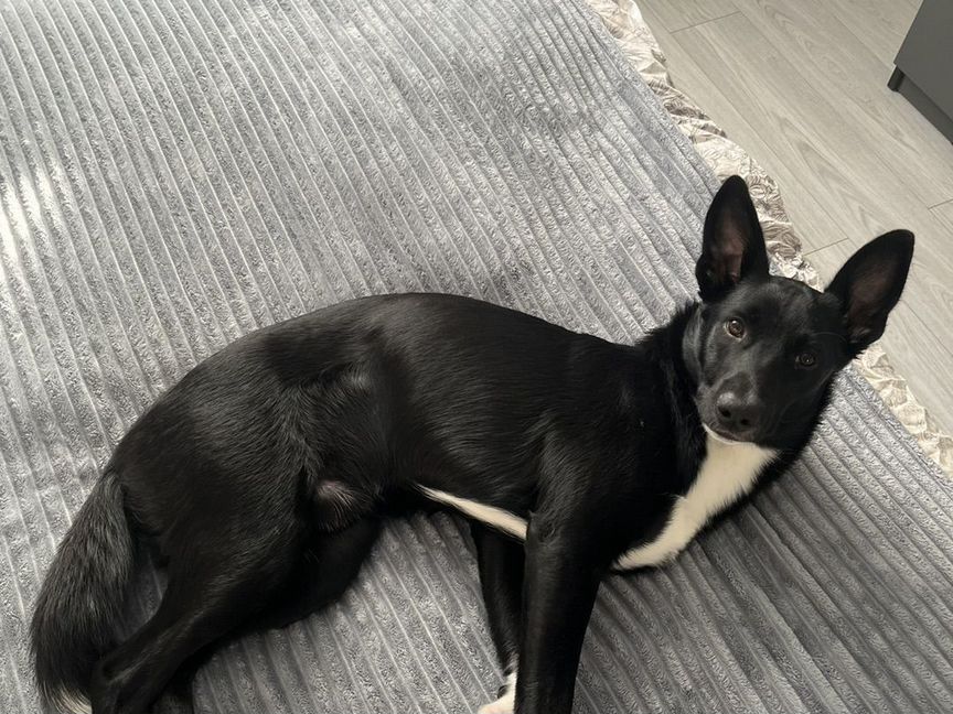 Собака в добрые руки бесплатно