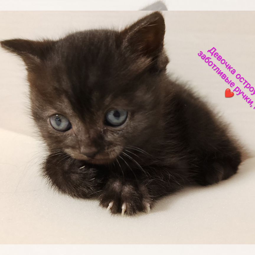 Шотландский вислоухий короткошёрстный котёнок