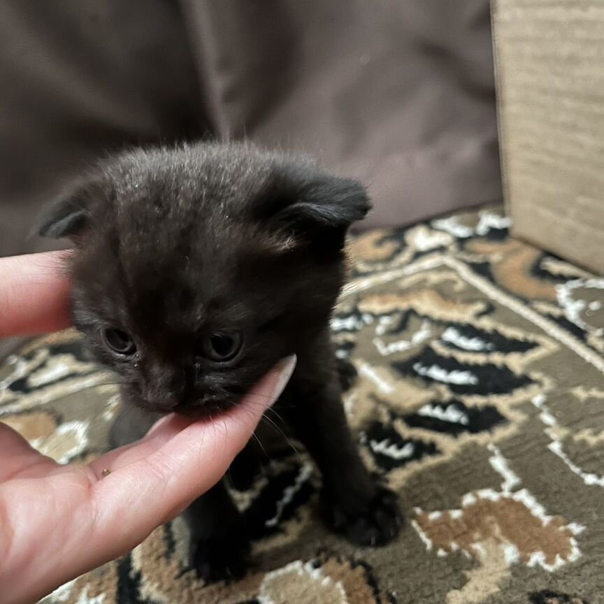 Шатланские котята