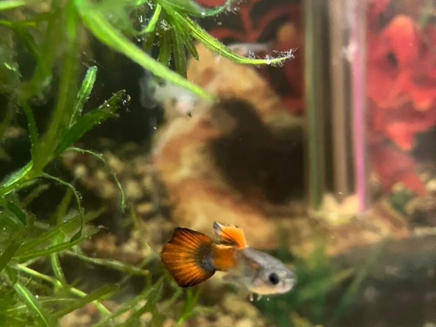 Аквариумные рыбки гуппи