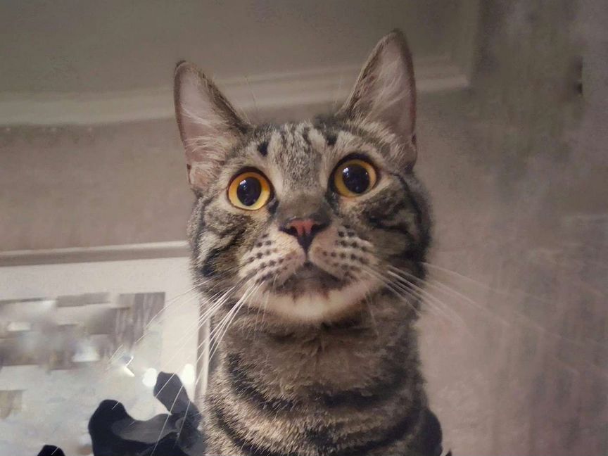 Капитоша, харизматичный кот в поиске дома