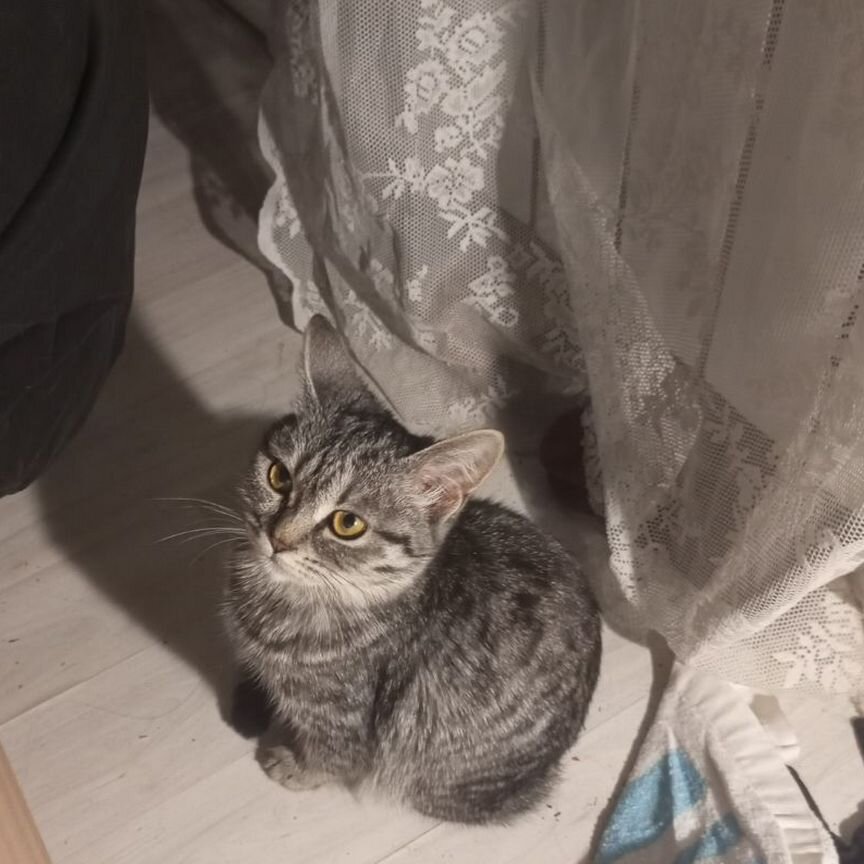 Британский короткошёрстный котёнок