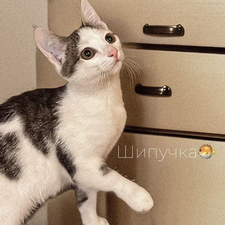 Котенок в добрые руки мальчик