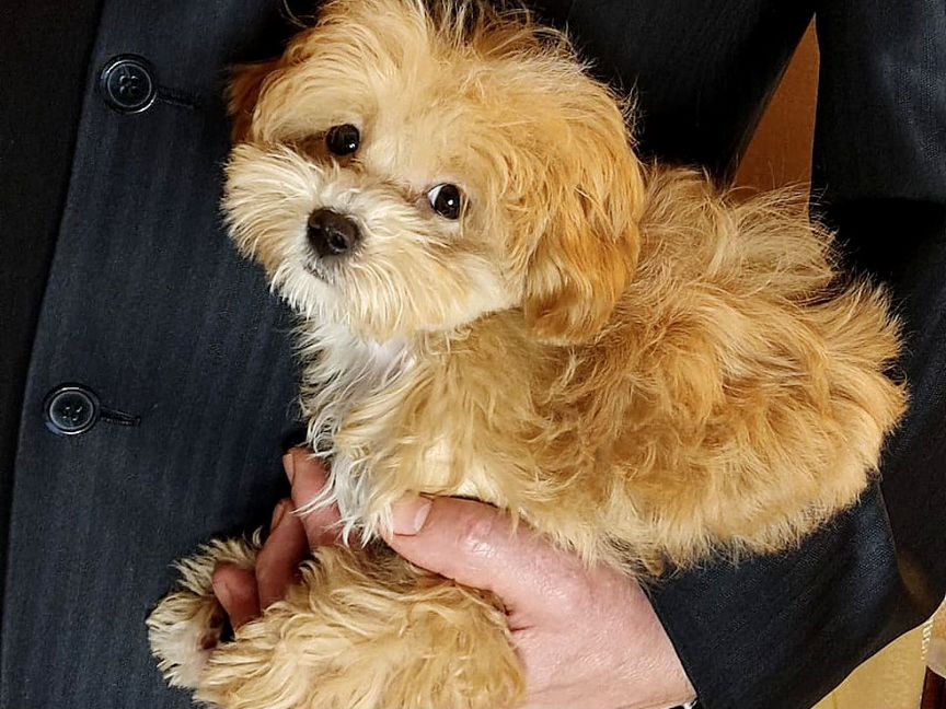 Щенки мальтипу мини