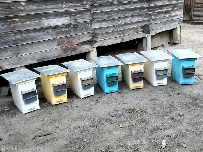 Нуклеусы(ульи) на 6 рамок дадан