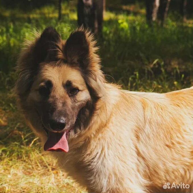 Спасите Пушка из приюта