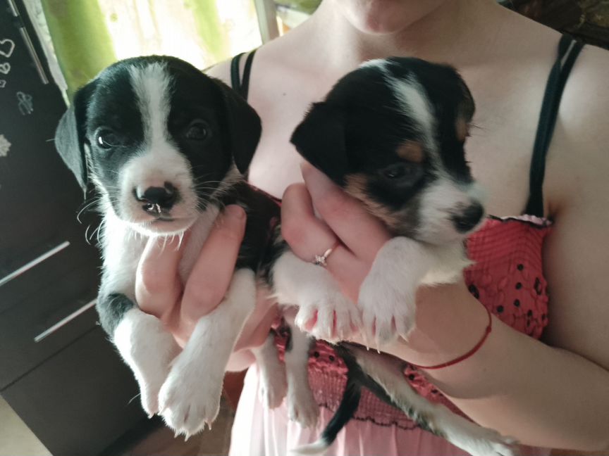 Кутята от маленьких собак