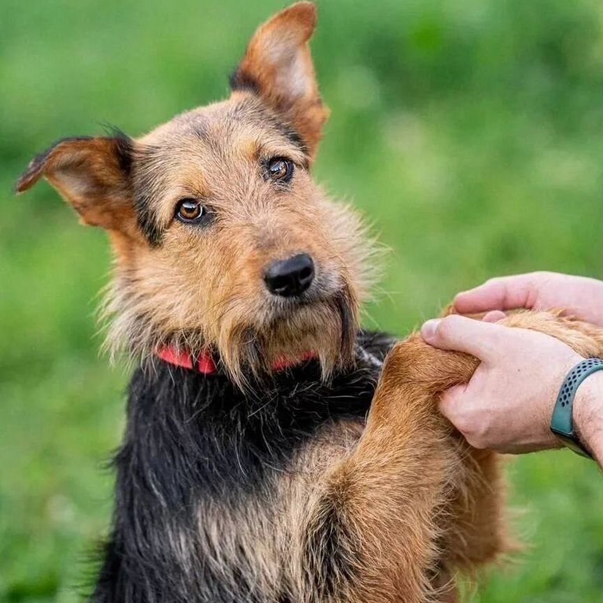 Взрослая собака в добрые руки