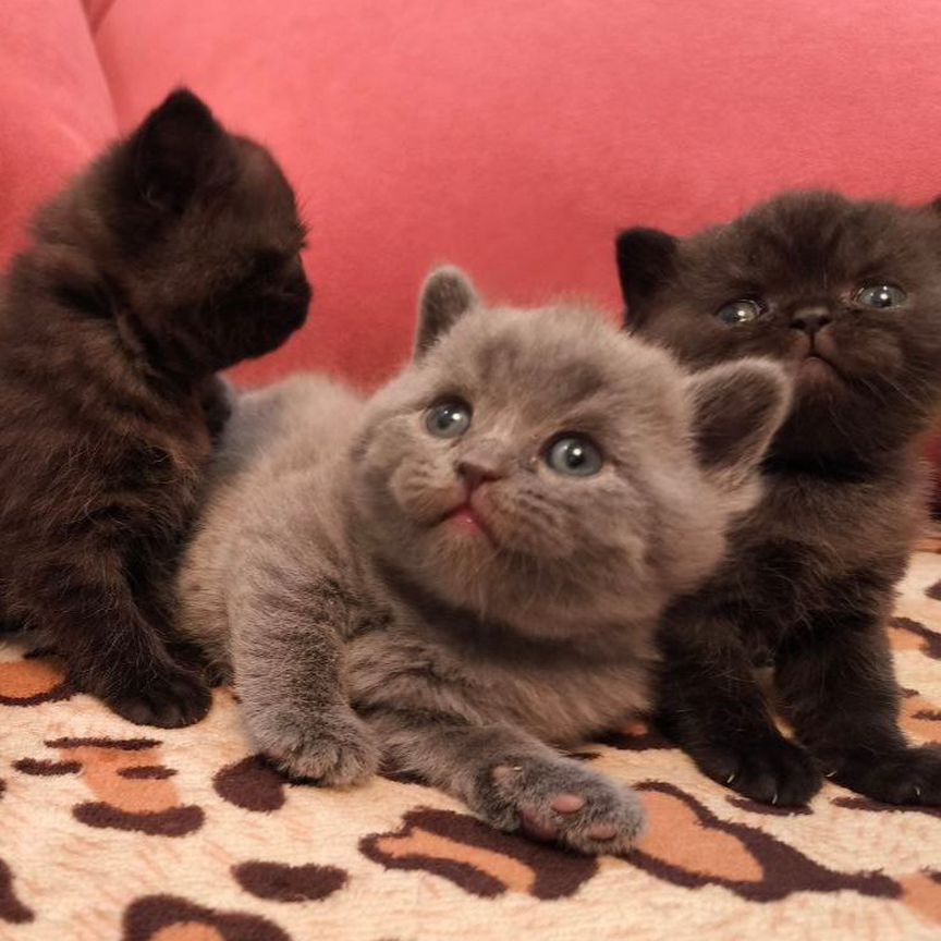 Британский короткошёрстный котёнок