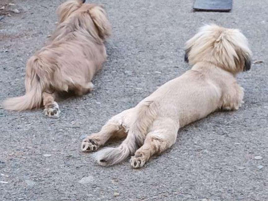 Пекинес вязка