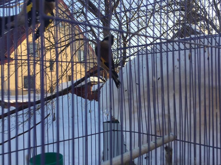 Щегол певчий