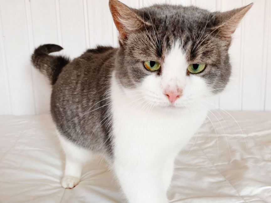 Ласковая кошечка в добрые руки