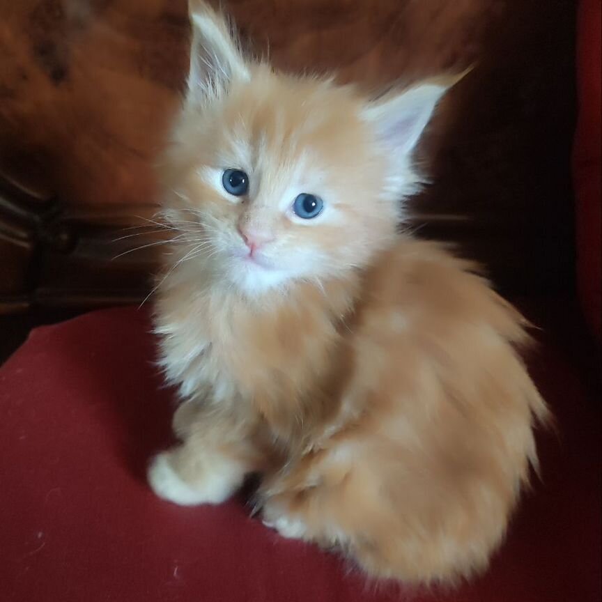 Мейн-кун котёнок