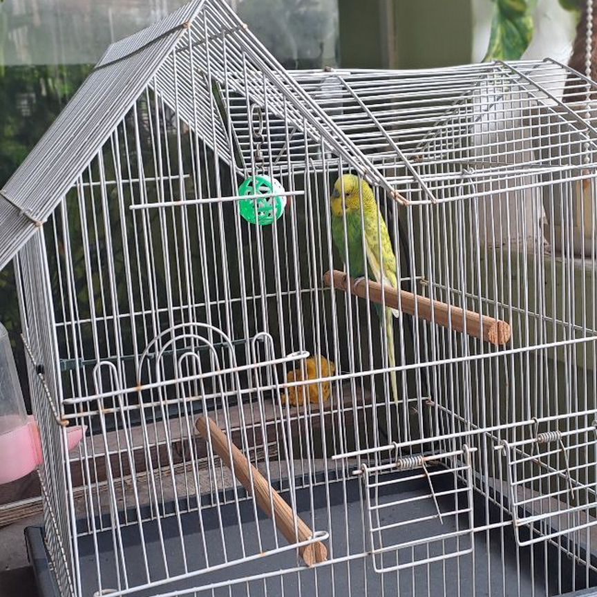 Волнистый попугай  клетка