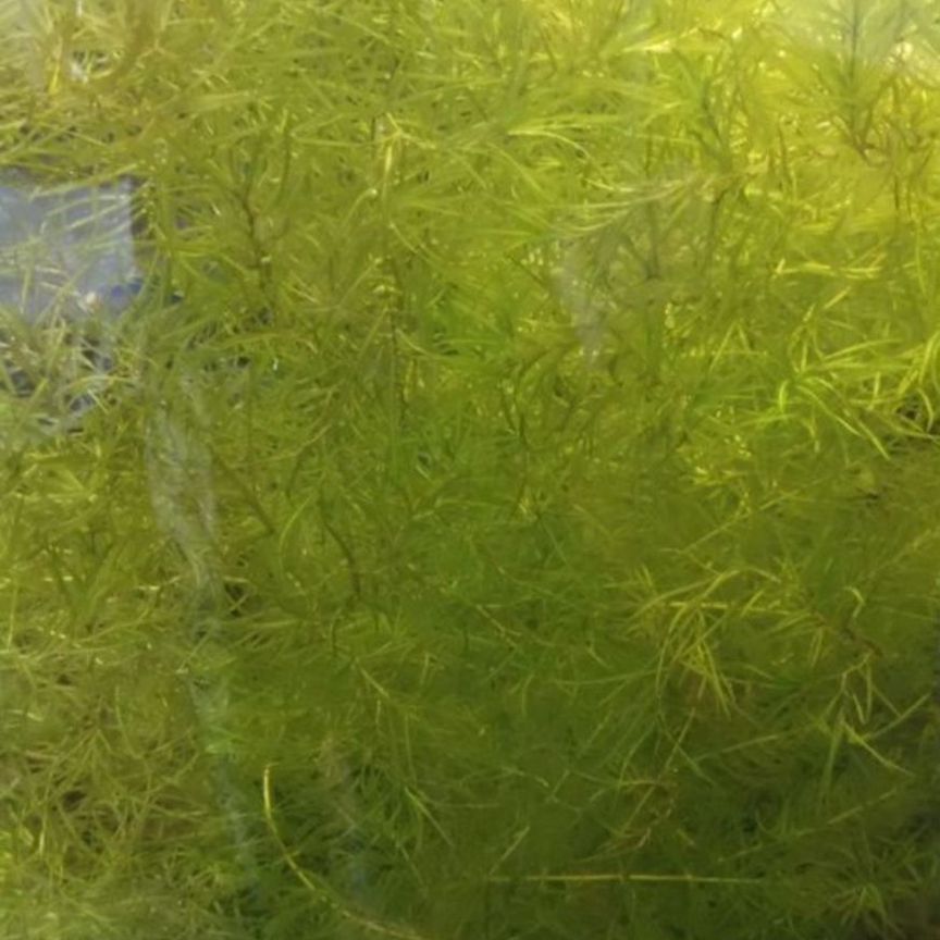 Аквариумные растения