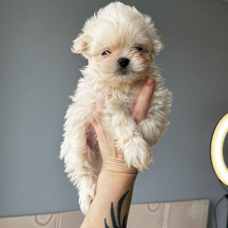 Мальтипу, щенок