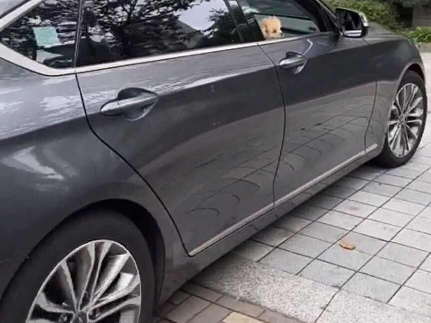 Мальтипу микро Korea N1 Russia limited maltipoo f1