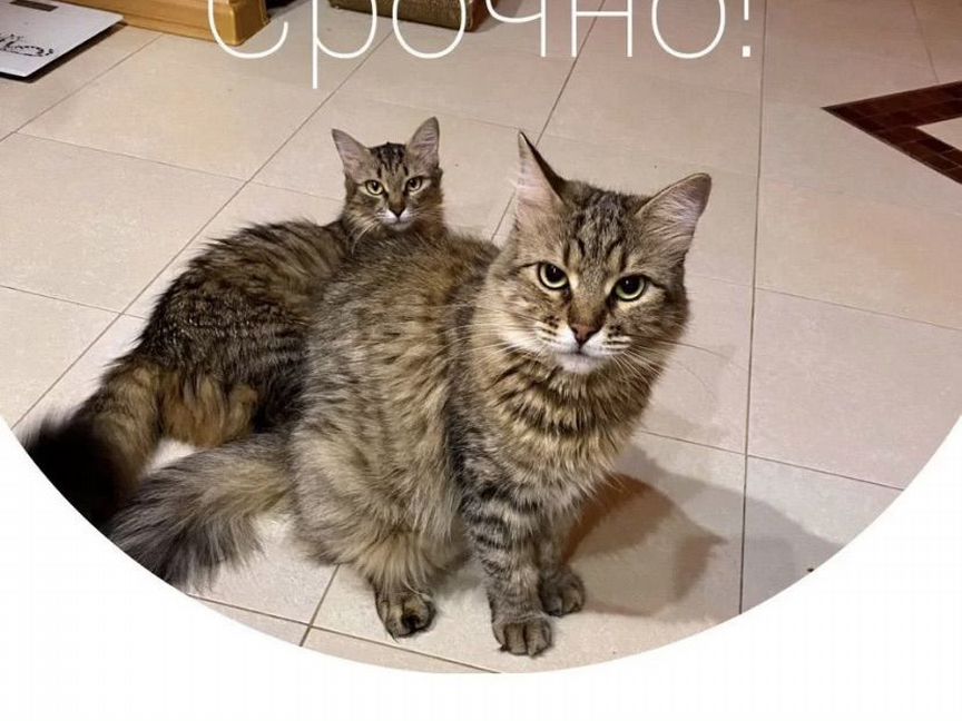 Котята со сложной судьбой в добрые руки