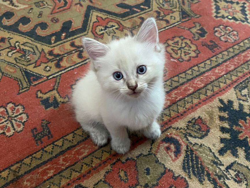 Невские маскарадные котята