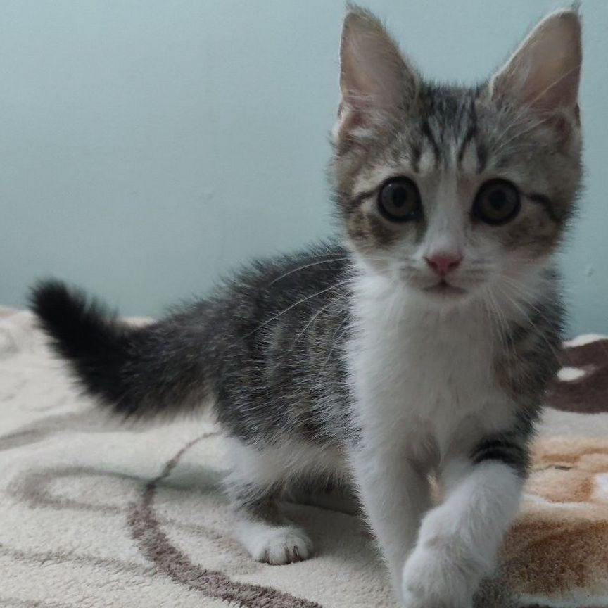 Котёнок в добрые руки