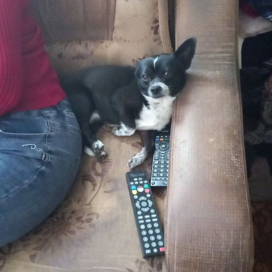 Две собачки той тэрер и чехаухуа