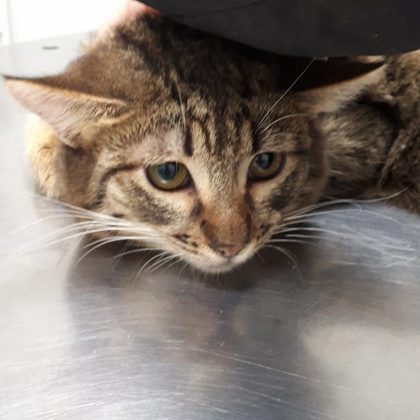 Кот в добрые руки