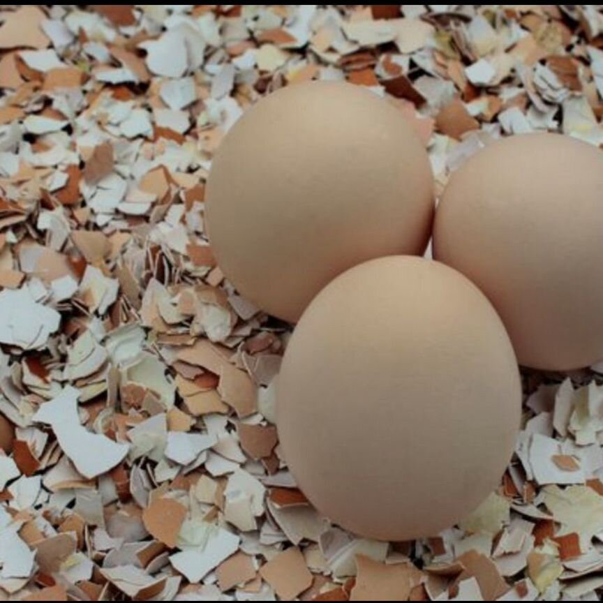 Яичная скорлупа