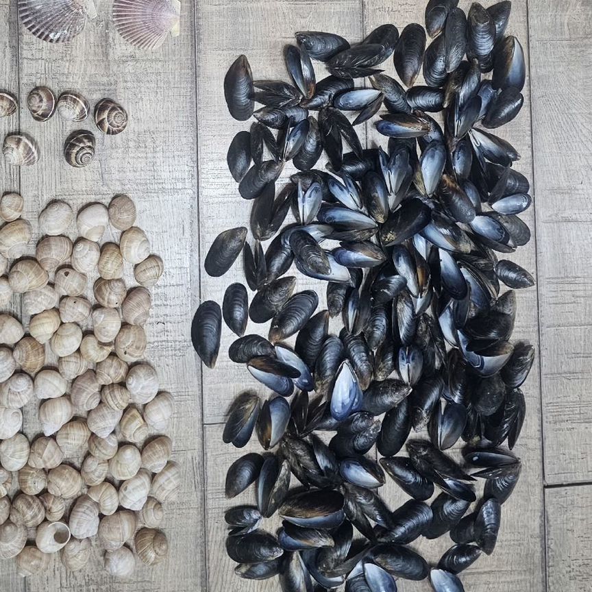 Раковины и ракушки