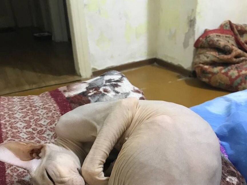 Отдам кошку в добрые руки