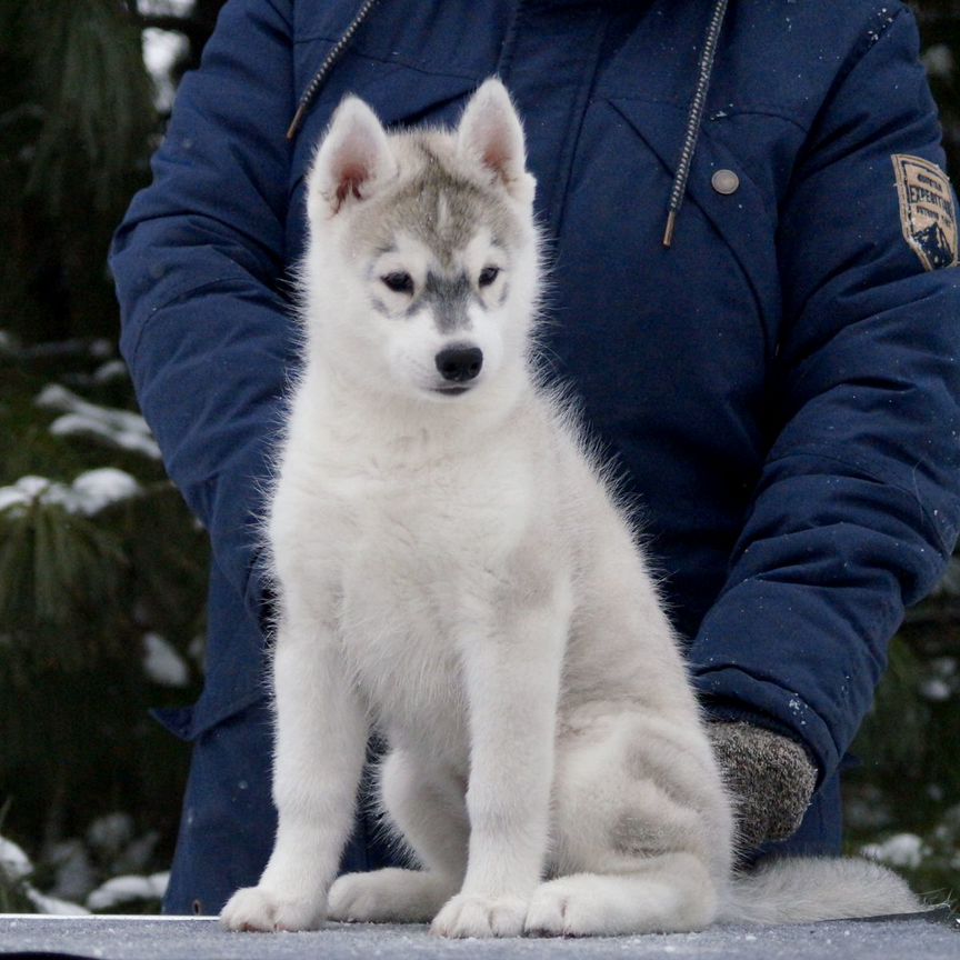 Щенки сибирской хаски