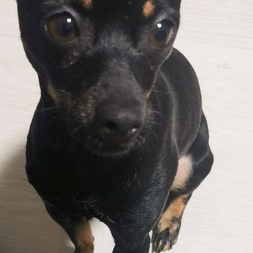 Отдам в добрые руки