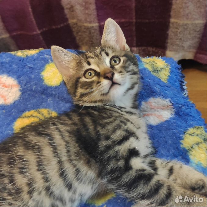 Котенок - полосатик ищет дом. Котик
