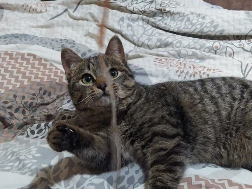 Тигровый котенок ищет дом