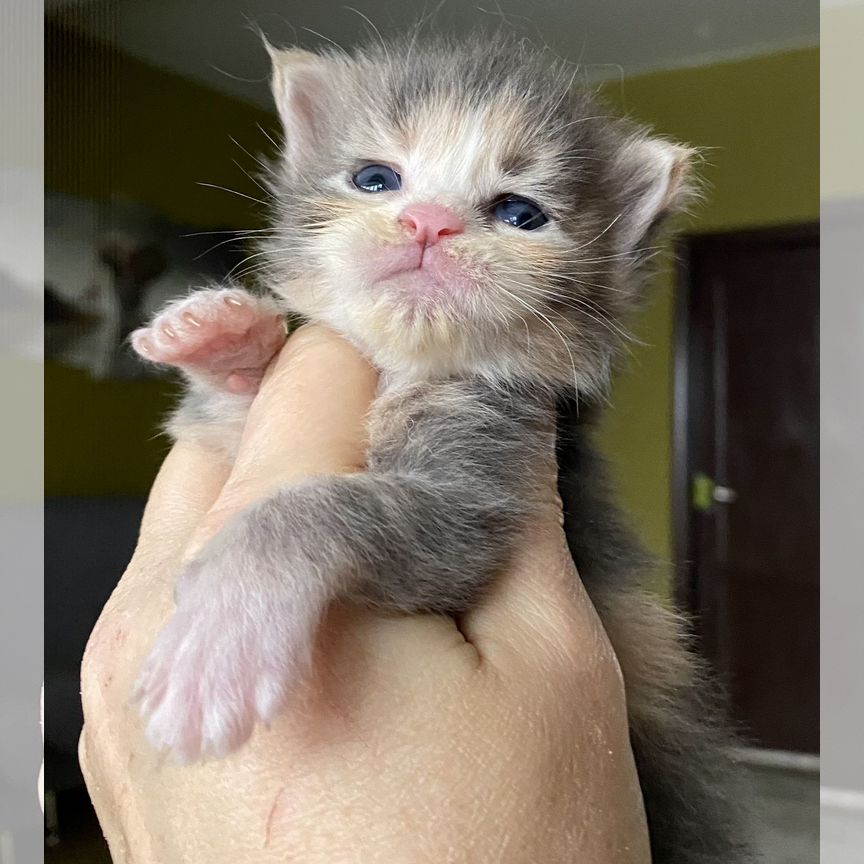 Мейн-кун котёнок