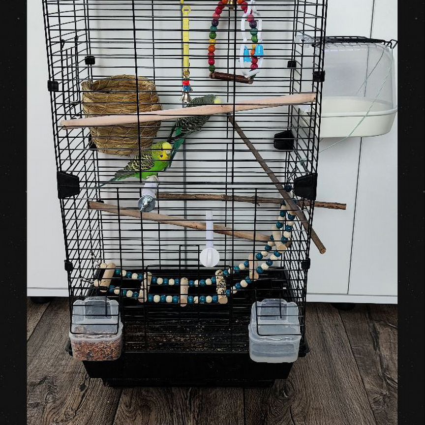 Два волнистых попугая с клеткой и кормом