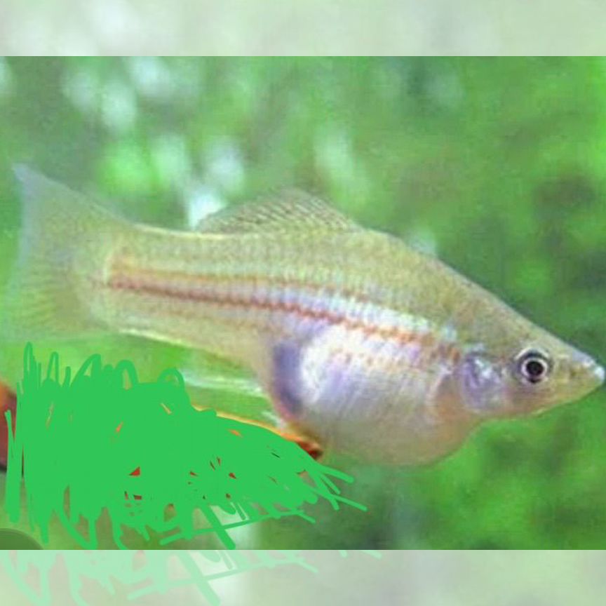 Меченосец самка